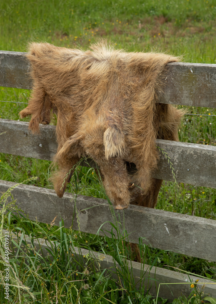 Dargaville New Zealand. Hunted pig. Skin drying. Wild boar Stock Photo ...