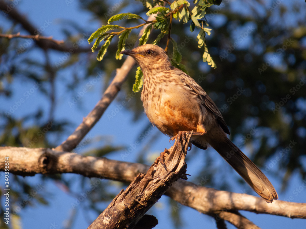 Sabiá-do-Campo; Mimus saturninus; Chalk-browed Mockingbird Stock Photo ...