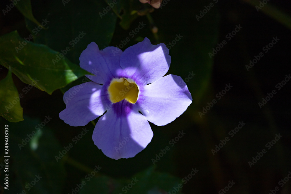 Luminous flower of Bengal trumpet (Thunbergia grandiflora) in a summer ...