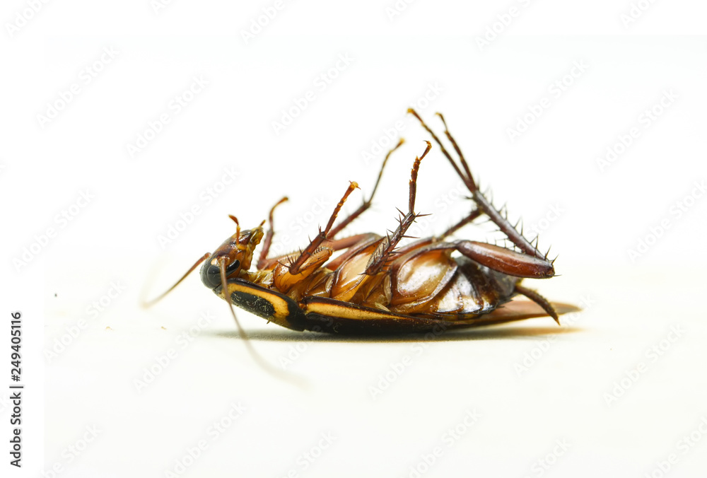 Lying dead cockroach isolated on white background / insecticide ...