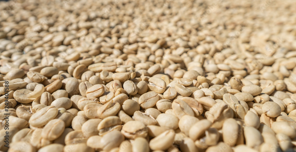 Large white coffee beans dry in the sun at the farm, peeled arabica ...