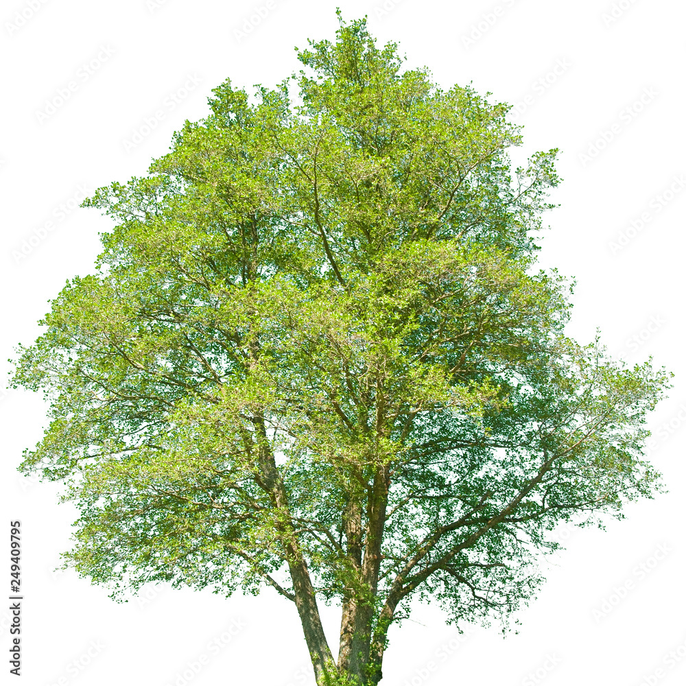 Alnus glutinosa - Schwarzerle, Erle Stock Photo | Adobe Stock