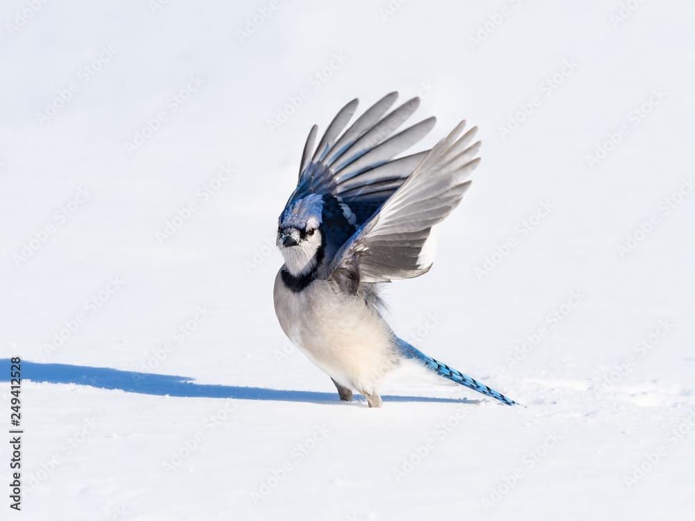 Blue Jay Wings