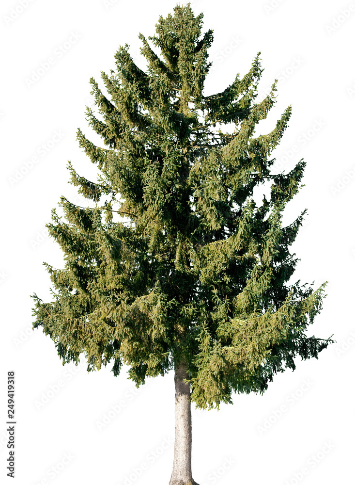 Foto de Picea abies - Gemeine Fichte, Gewöhnliche Fichte, Rotfichte ...