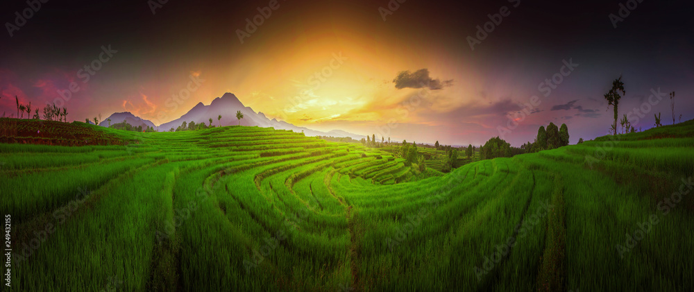 panorama rice fields indonesia landscape natural beauty of bengkulu ...