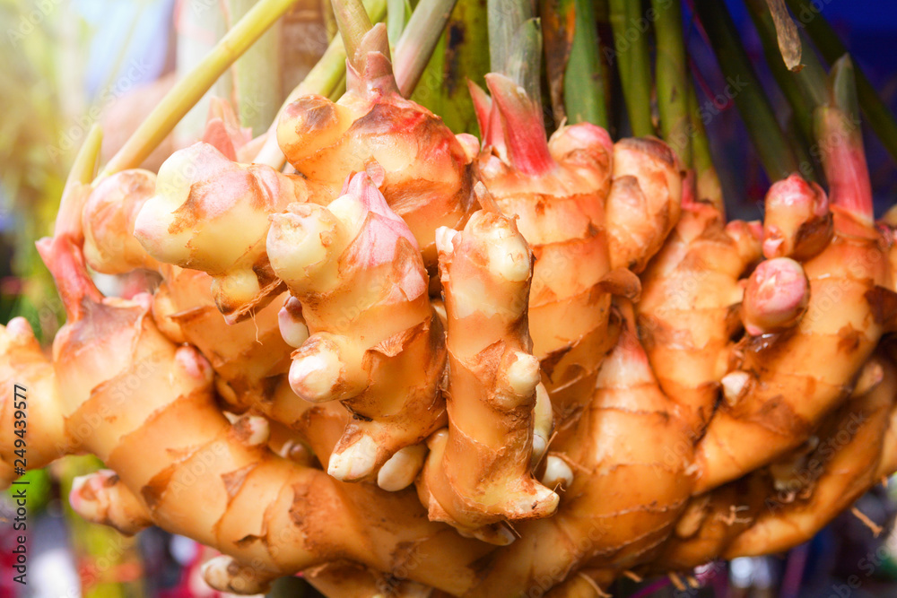 Fresh ginger on tree from agriculture farm - young plant ginger root ...