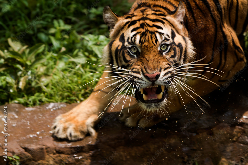 angry Stock Photo | Adobe Stock