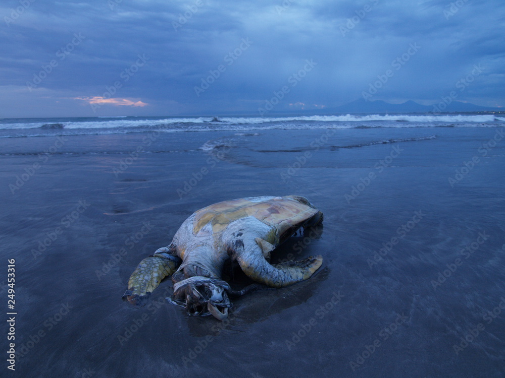 dead sea turtle on kute bach, bali, indonesia, killed by a boat ...