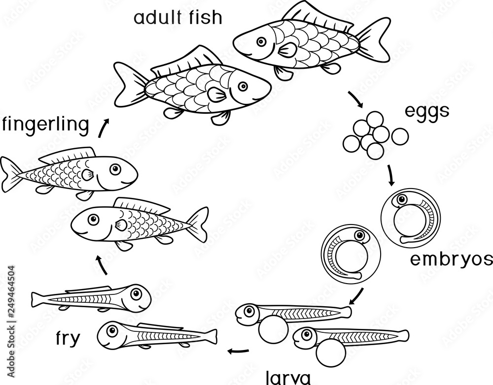 Coloring page with life cycle of fish. Sequence of stages of ...