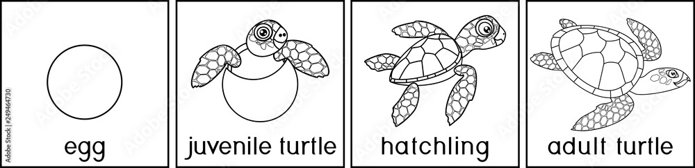 Coloring page with life cycle of sea turtle. Sequence of stages of ...