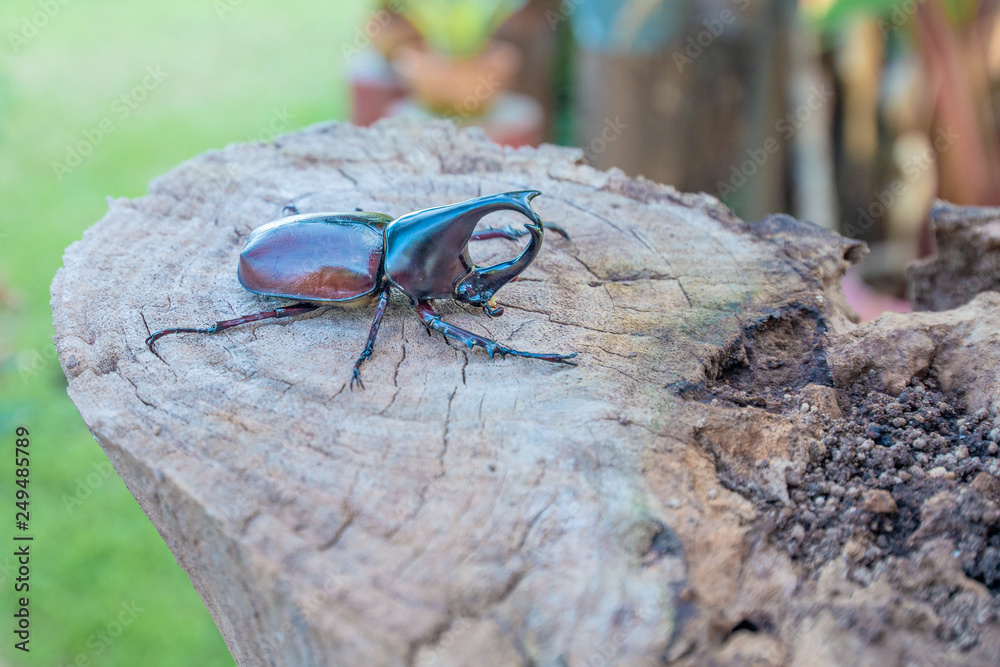 brown Male Rhinoceros, Rhino Beetle, Hercules Beetle, Unicorn Beetle ...
