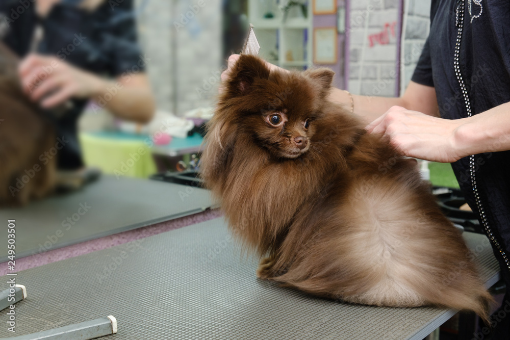Pomeranian Puppy Cut Before After