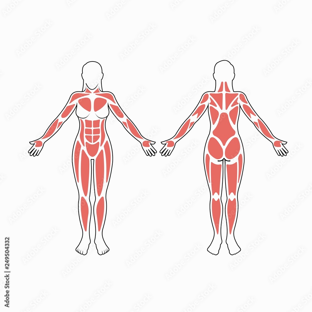 Muscle Diagram Black Woman Female Body Names Stock Vector
