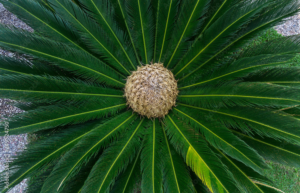 Feather Trees With Leaves