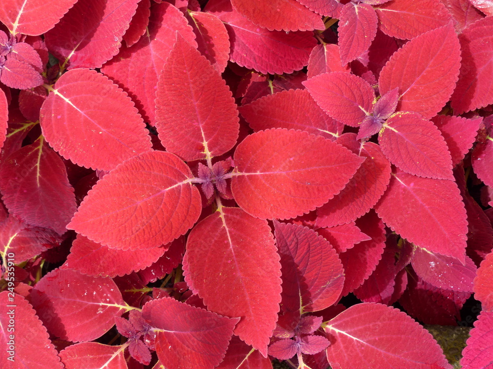 beautiful natural leaves flowers wallpaper for your screen Stock Photo ...