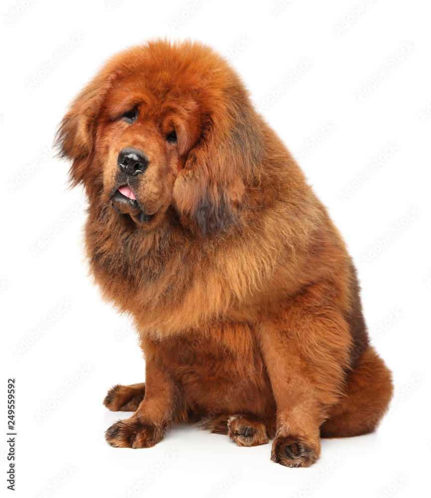 Red Himalayan Mastiff