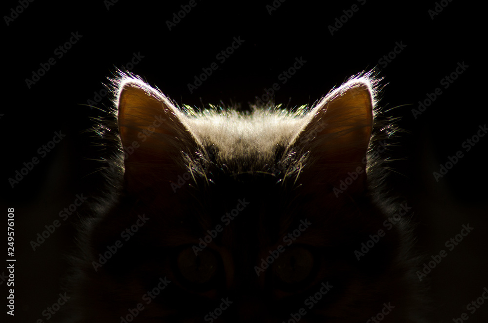 cat ears,cat in the dark Stock Photo | Adobe Stock