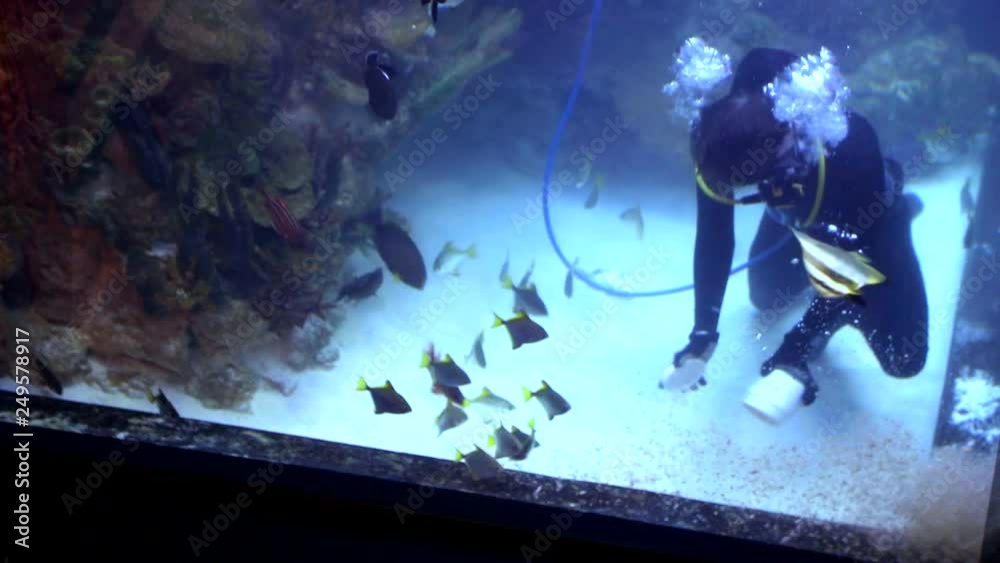 diver is in a big aquarium between tropical fish and sharks and feeds ...