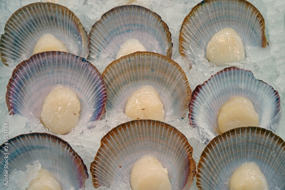 Fresh saucer scallop in the shell for sale at a fish market in Sydney ...