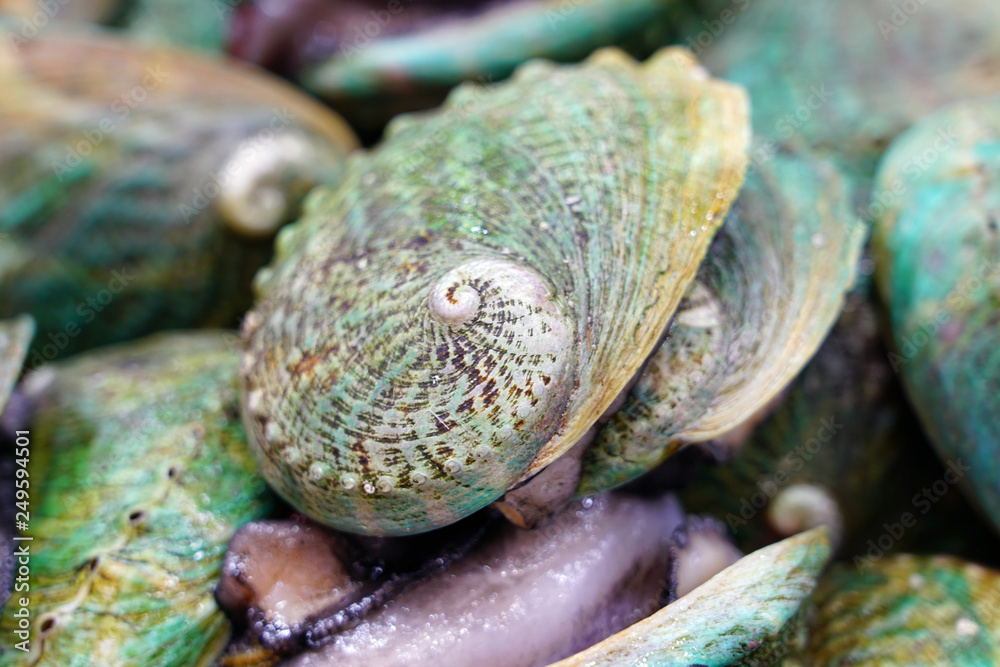 Fresh green abalone shell for sale at a fish market in Sydney ...