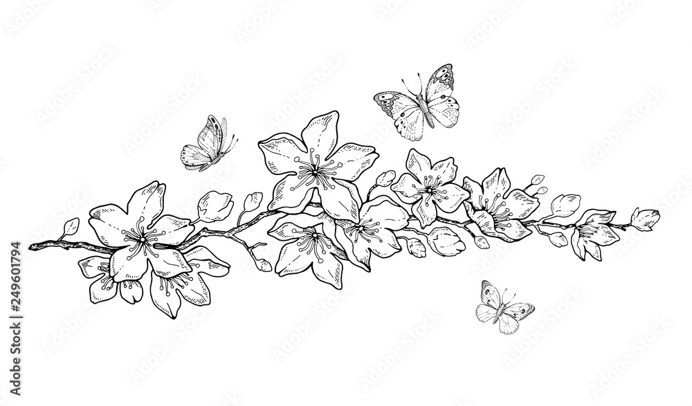 Cherry flower blossom, botanical art. Spring almond, sakura, apple tree ...
