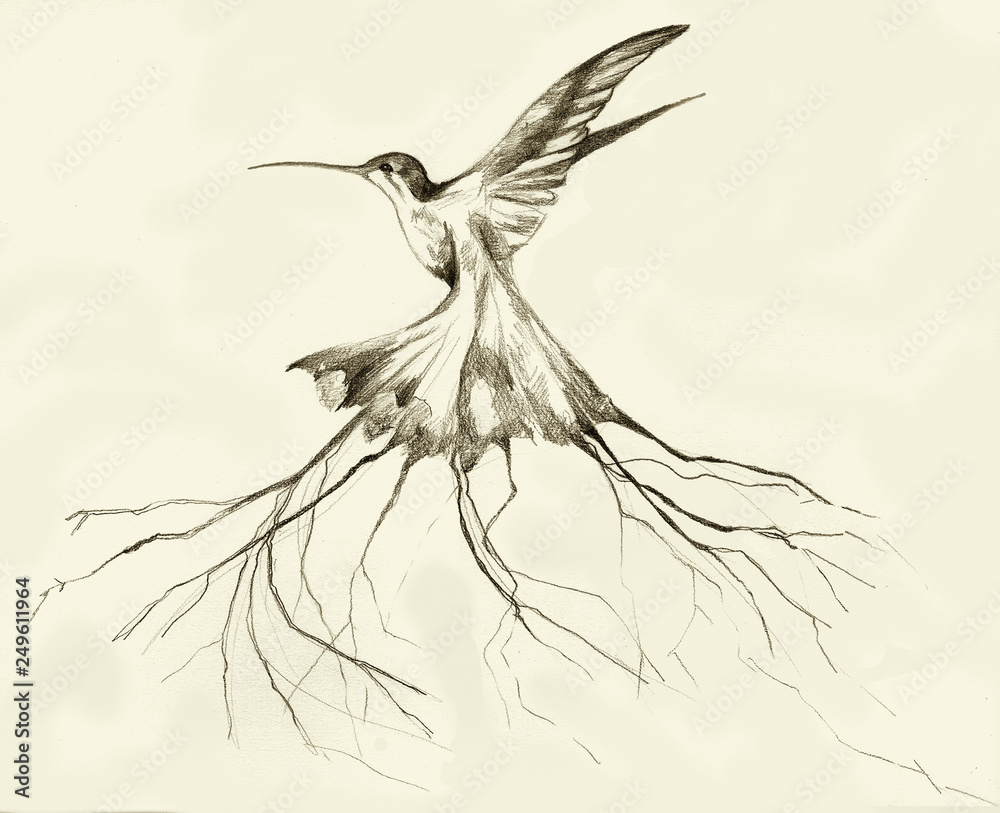 A hummingbird with roots on the tail. Abstract Hand Draw sketch. Free ...
