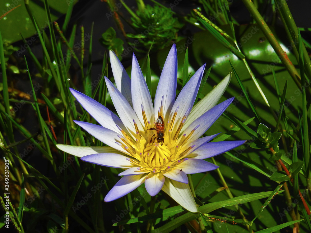 Flowers of the Brazilian flora. Exotic, wild, cerrado, gardens ...