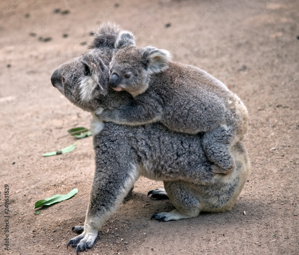 koala with her joey on her back Stock Photo | Adobe Stock