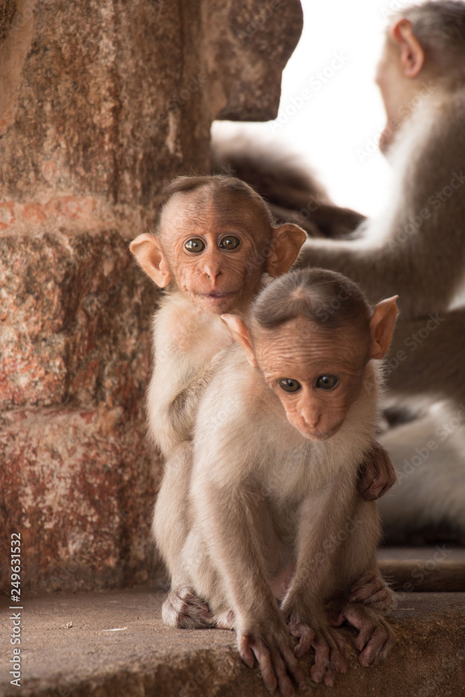 divertidas crías de monos miran curiosos a cámara en Hampi, el sur de ...