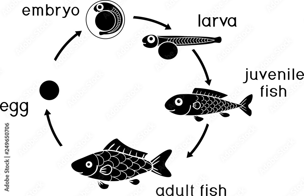 Life cycle of fish. Sequence of stages of development of fish from egg ...