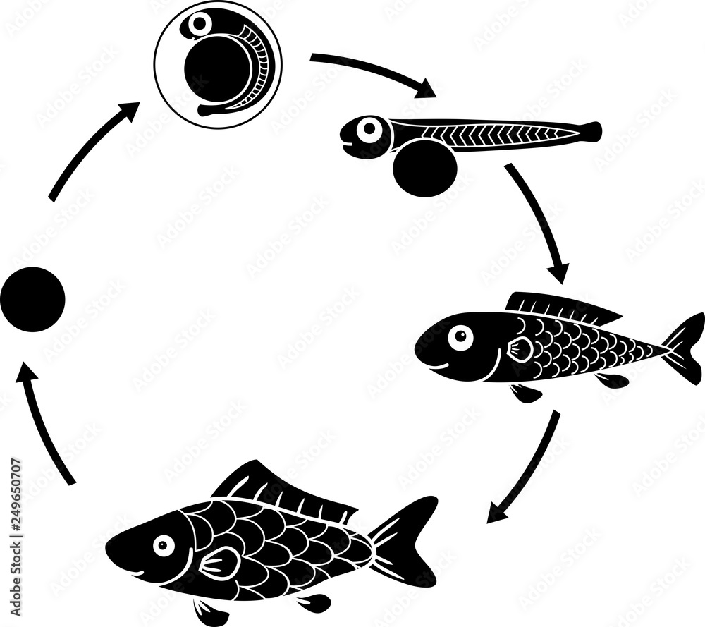 Life cycle of fish. Sequence of stages of development of fish from egg ...