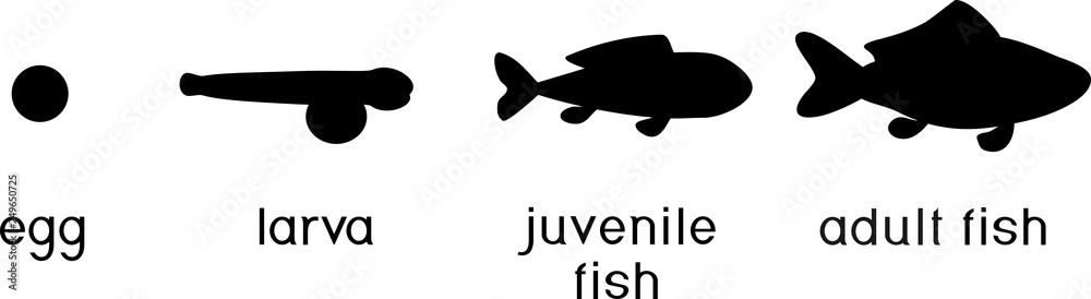 Life cycle of fish. Sequence of stages of development of fish from egg ...
