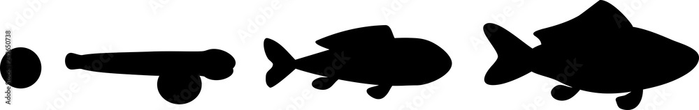 Life cycle of fish. Sequence of stages of development of fish from egg ...