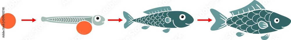 Life cycle of fish. Sequence of stages of development of fish from egg ...