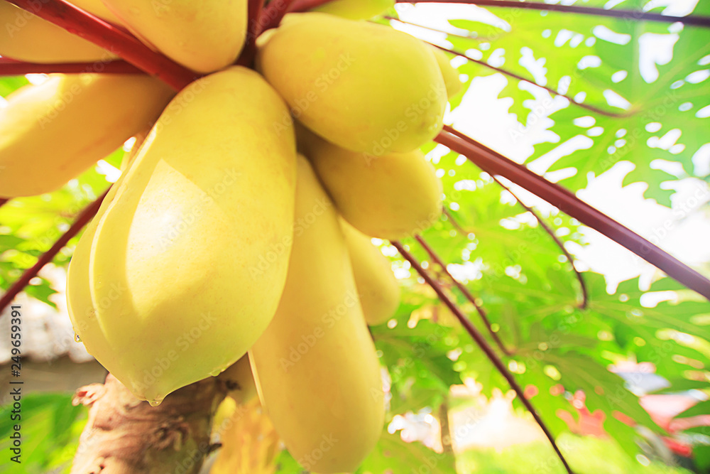 Golden papaya. Its color is yellow or gold. This kind of papaya is ...