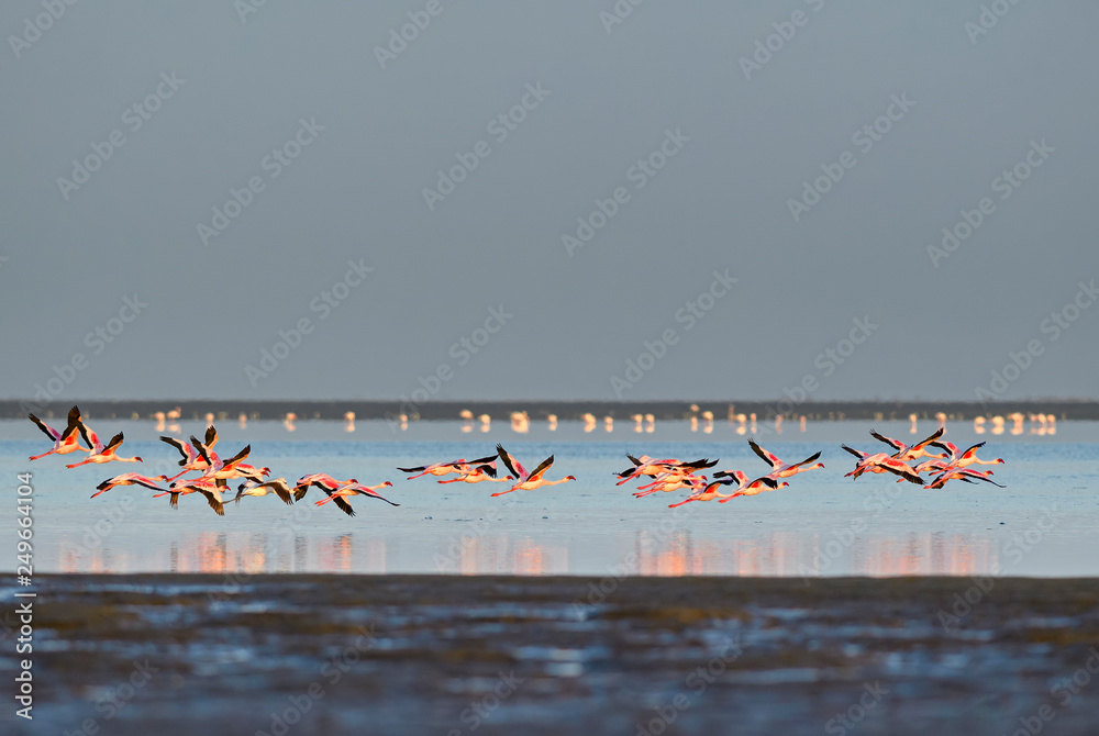 Lesser Flamingo - Phoeniconaias minor, beautiful pink flamingo from ...