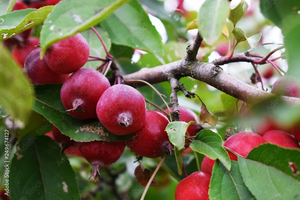 Malus prunifolia is a species of crabapple tree known by the common ...