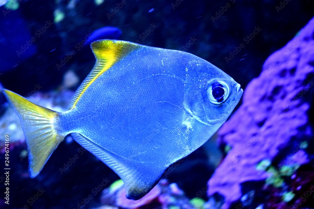 Monodactylidae is a family of perciform bony fish commonly referred to ...