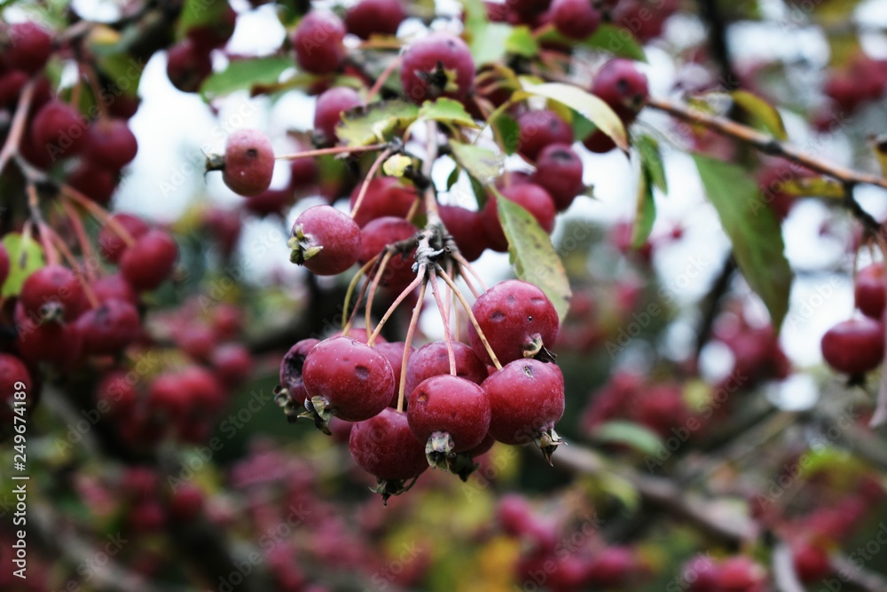 Malus prunifolia is a species of crabapple tree known by the common ...