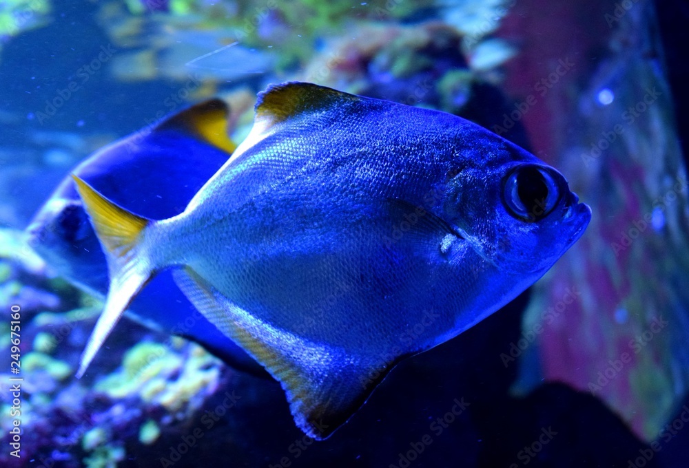 Monodactylidae is a family of perciform bony fish commonly referred to ...