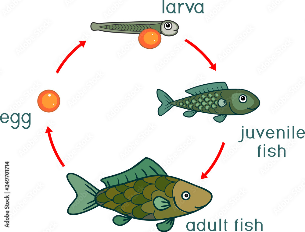 Life cycle of fish. Sequence of stages of development of fish from egg ...