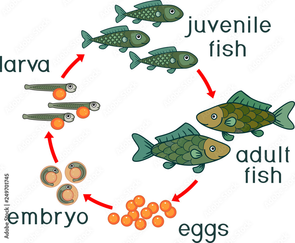 Life cycle of fish. Sequence of stages of development of fish from egg ...