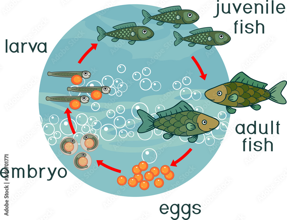 Life cycle of fish. Sequence of stages of development of fish from egg ...