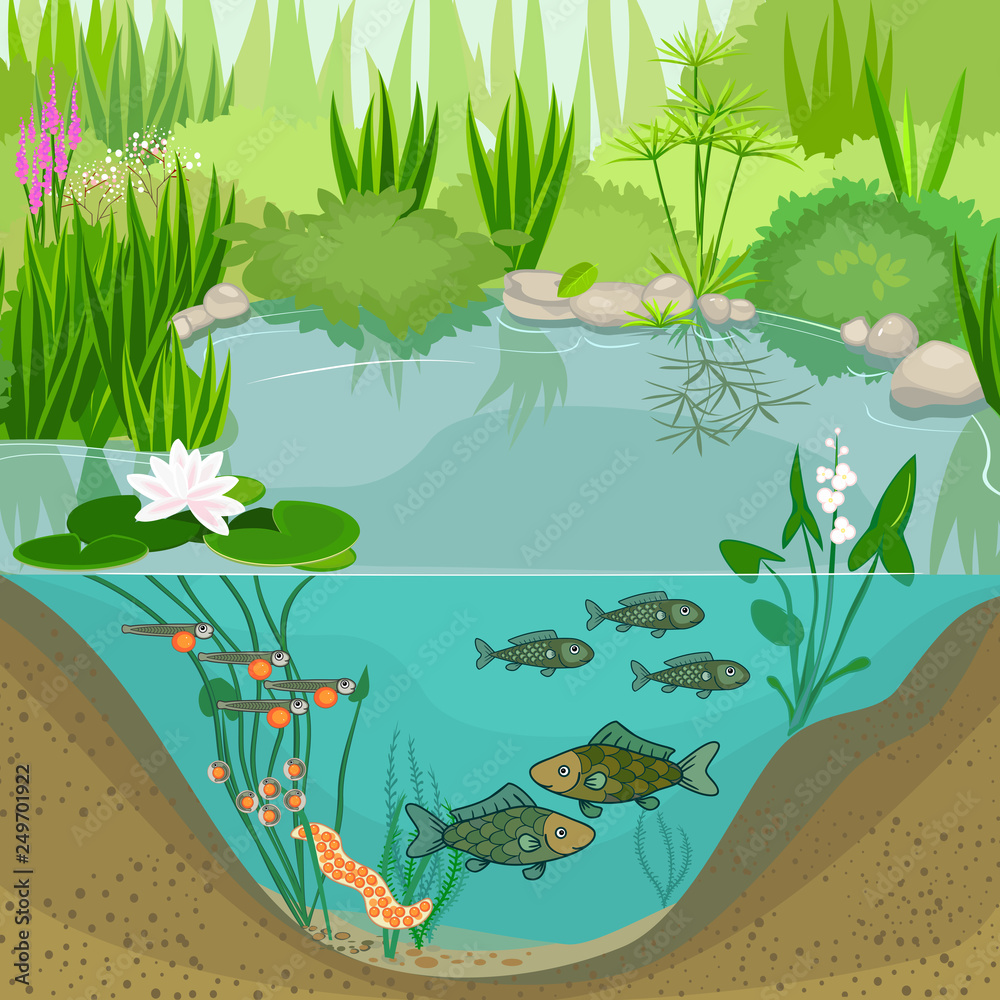 Pond ecosystem and life cycle of fish. Sequence of stages of ...