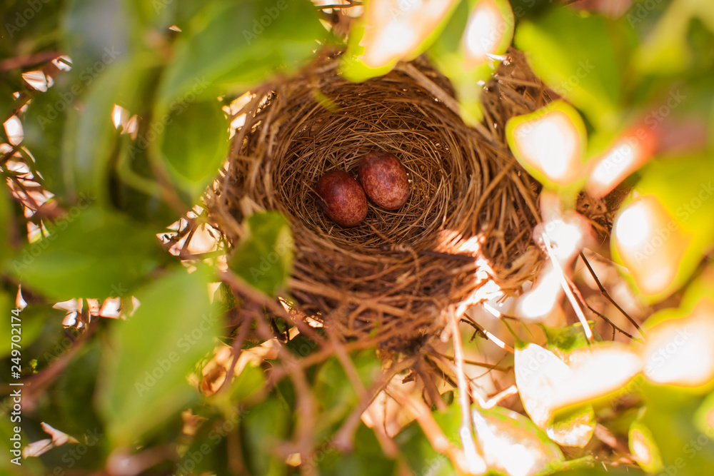 nest with two egg of a yellow vented bulbul bird, nesting season of ...