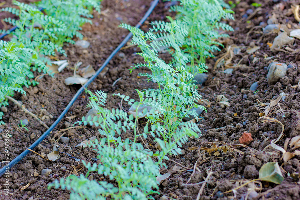 Fresh Green Chickpeas field , Chick peas also known as harbara or ...
