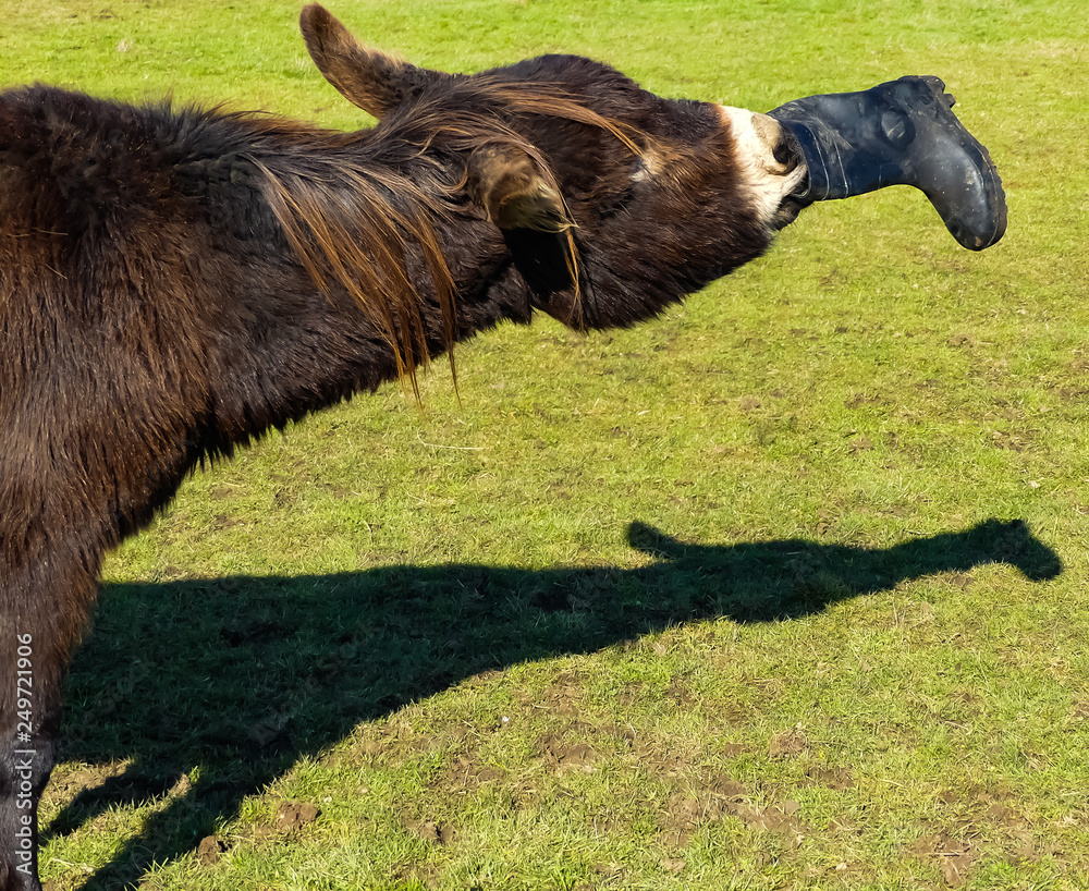 Humorous image of a rescue donkey in a paddock, about to throw a ...