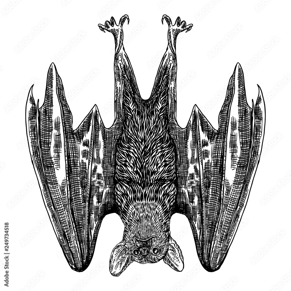 Bat drawing upside down. Gothic illustration of monsters for the ...