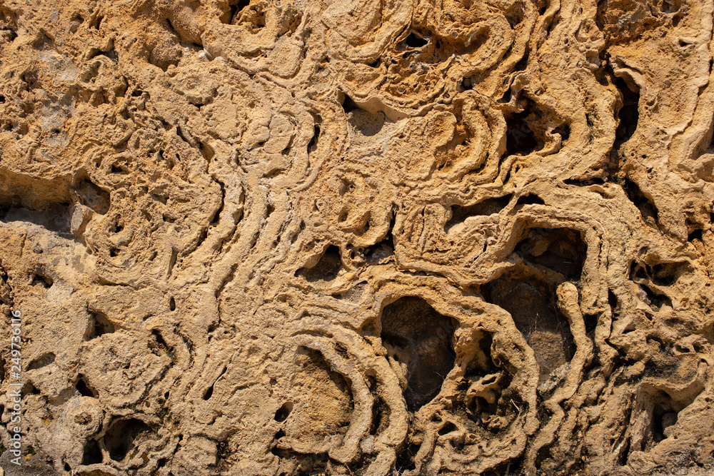 The texture of marine sedimentary rock, used in finishing works in ...