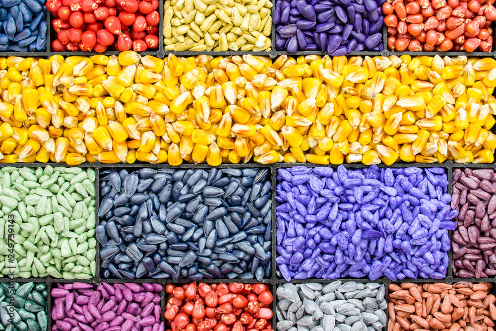 seed sunflower seeds, corn, radishes. painted agro color for sorting ...